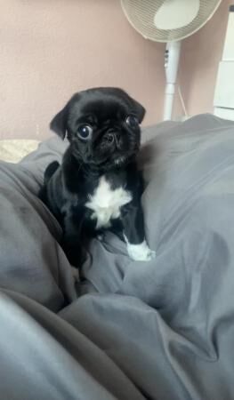 Buy and sell Pug puppies and dogs online | Pug Owners