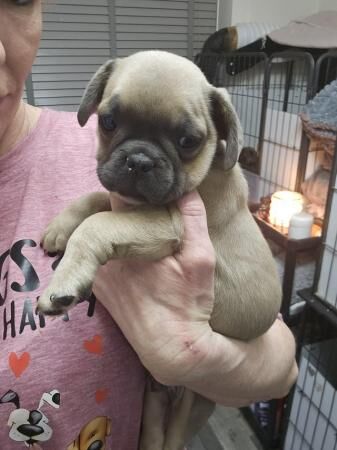 Pug Cross Puppies For Sale | Pug Owners