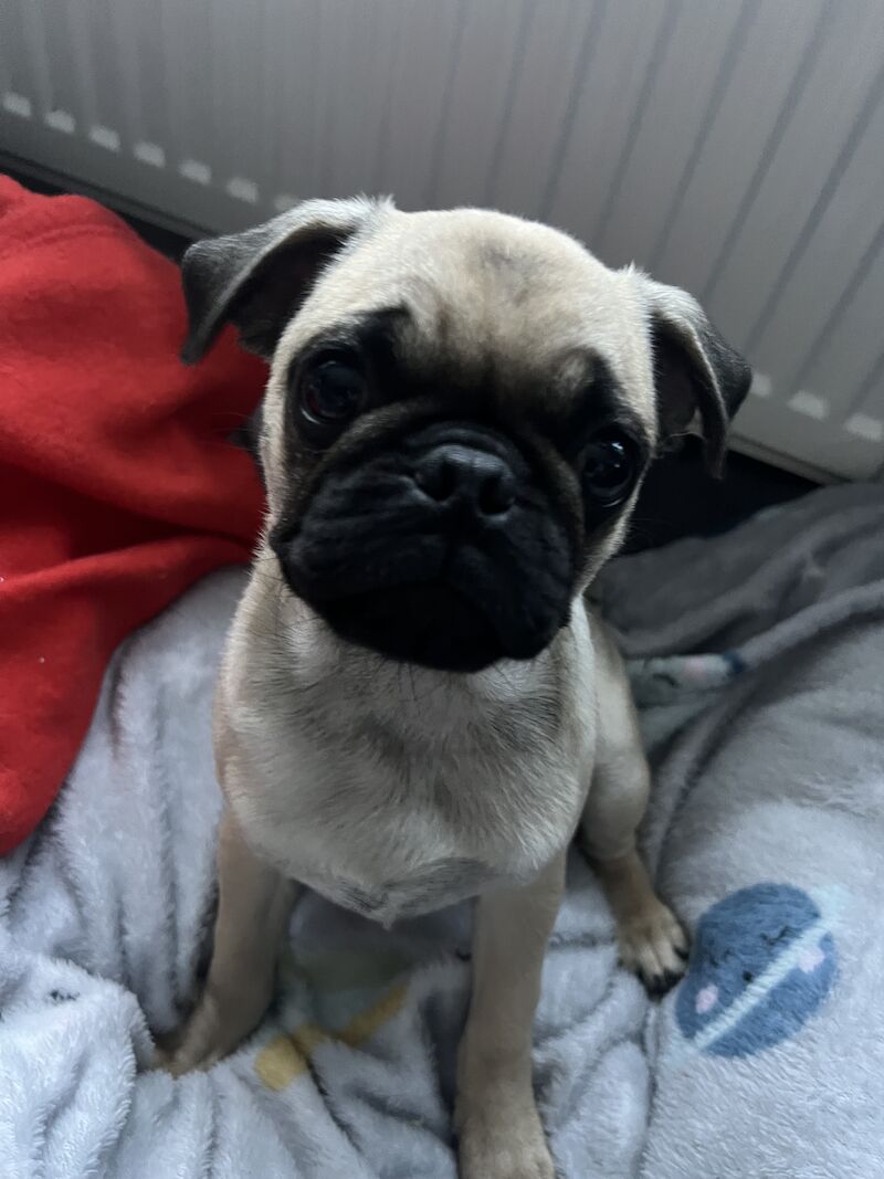 Pug Cross Dogs And Puppies For Sale | Pug-owners.co.uk