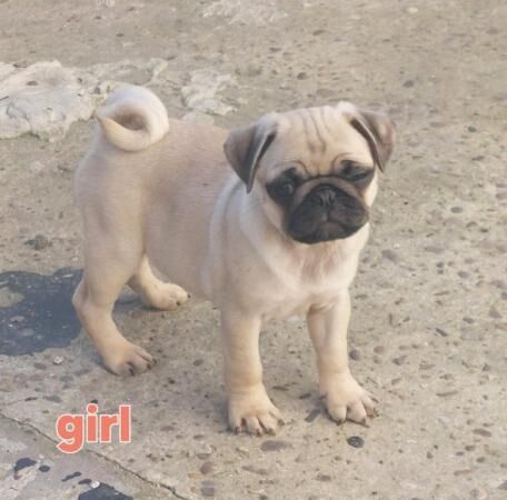 Buy and sell Pug puppies and dogs online | Pug Owners