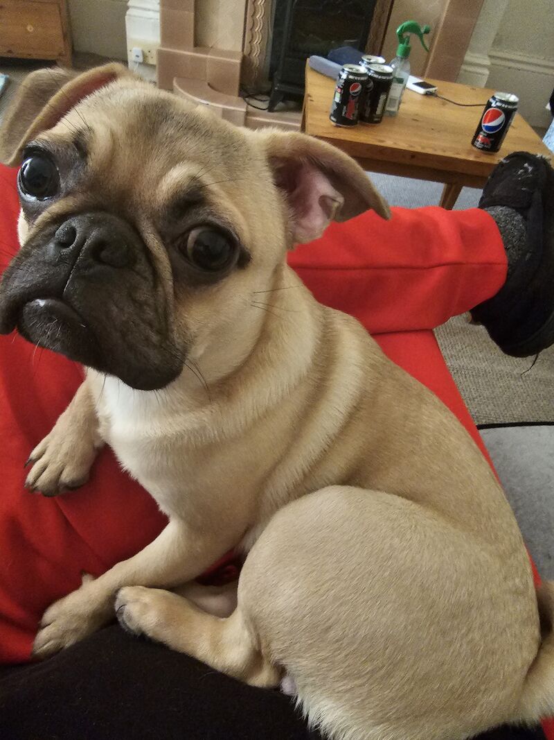 Pug Cross Dogs And Puppies For Sale