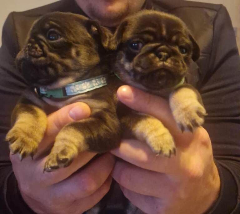 Pug Puppies For Sale From Private Sellers | Pug Owners