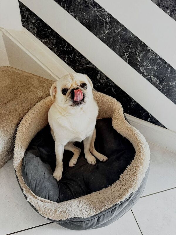 Buy and sell Pug puppies and dogs online | Pug Owners